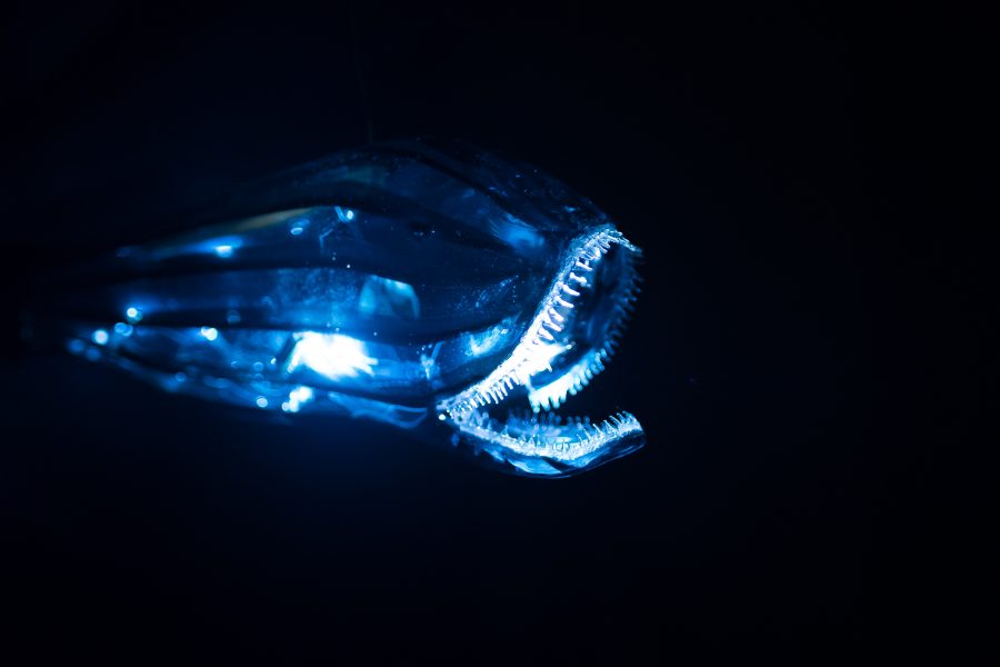 Les poissons des grandes profondeurs ont pied - Fondation François ...